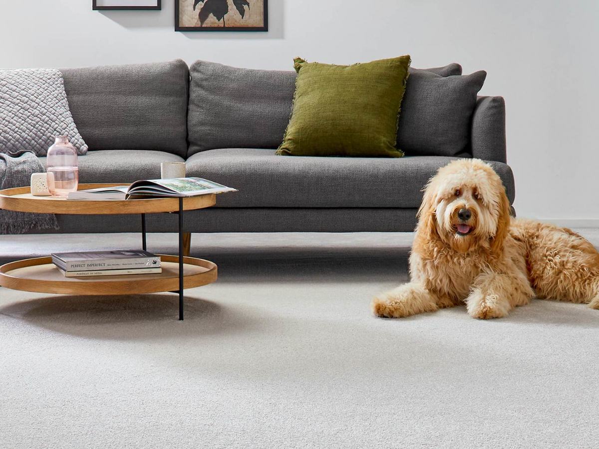 Polyester & Triexta Carpet Options | Ian Hunt Flooring